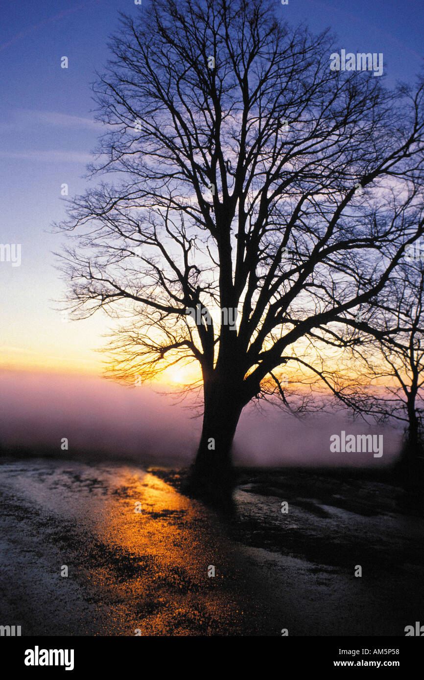 Baum silhouette hintergrund hi-res stock photography and images - Alamy