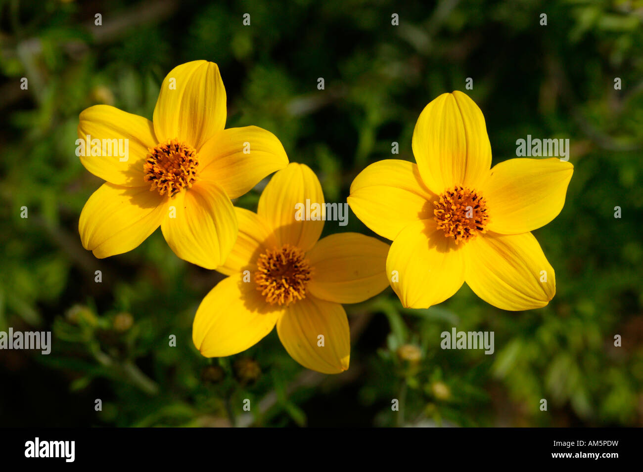 Apache Beggarticks, Fern-leaved Beggarticks, Bidens ferulifolia, Mexico ...