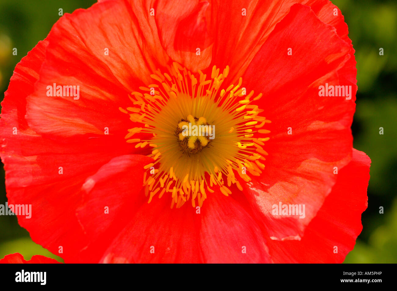 Red poppy, Papaver pulchinella, stamen and ovary Stock Photo - Alamy