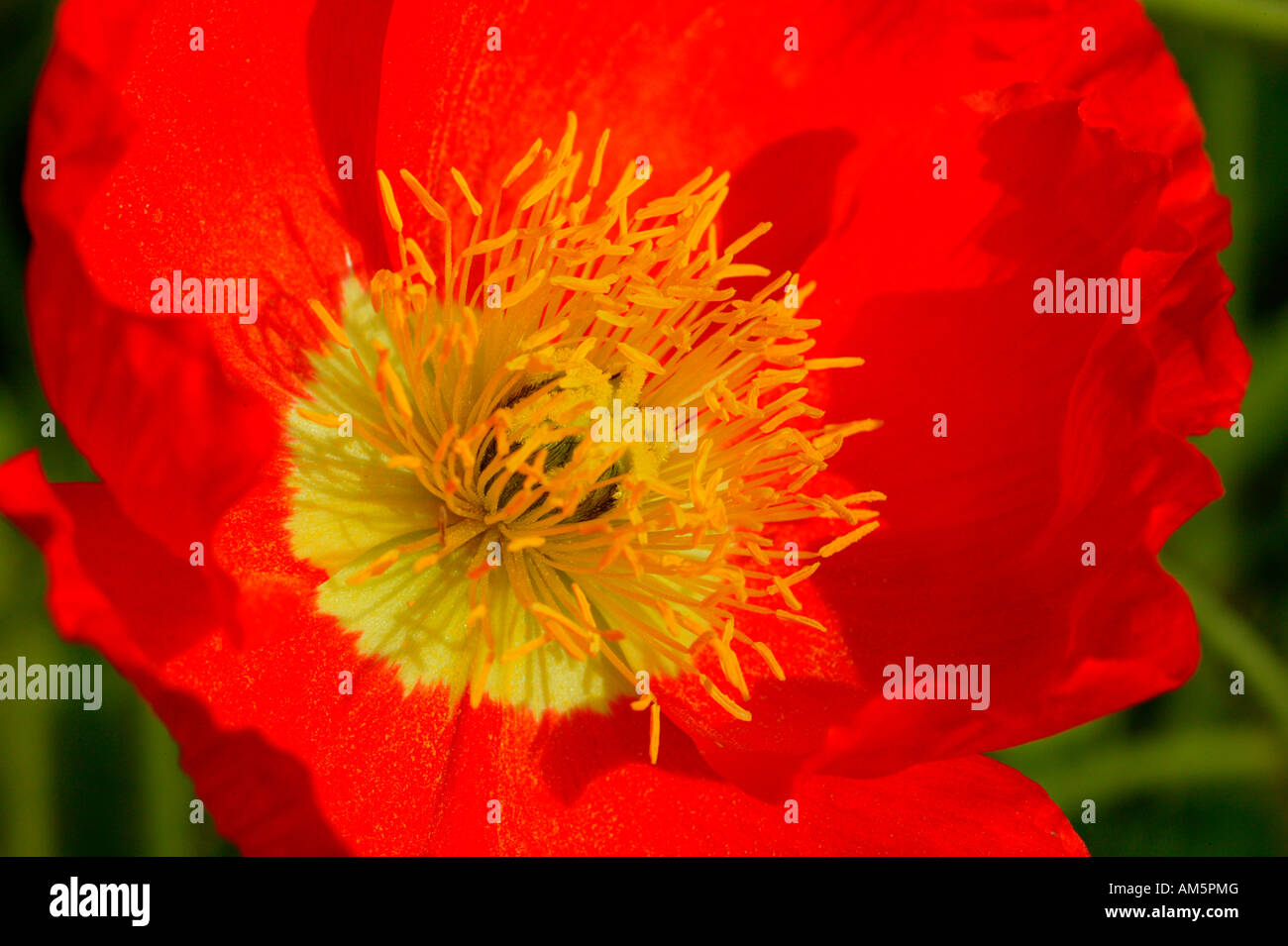 Red poppy, Papaver pulchinella, stamen and ovary Stock Photo - Alamy