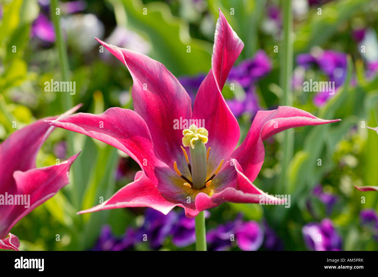 Lily flowering tulips, stamen and ovary Stock Photo - Alamy