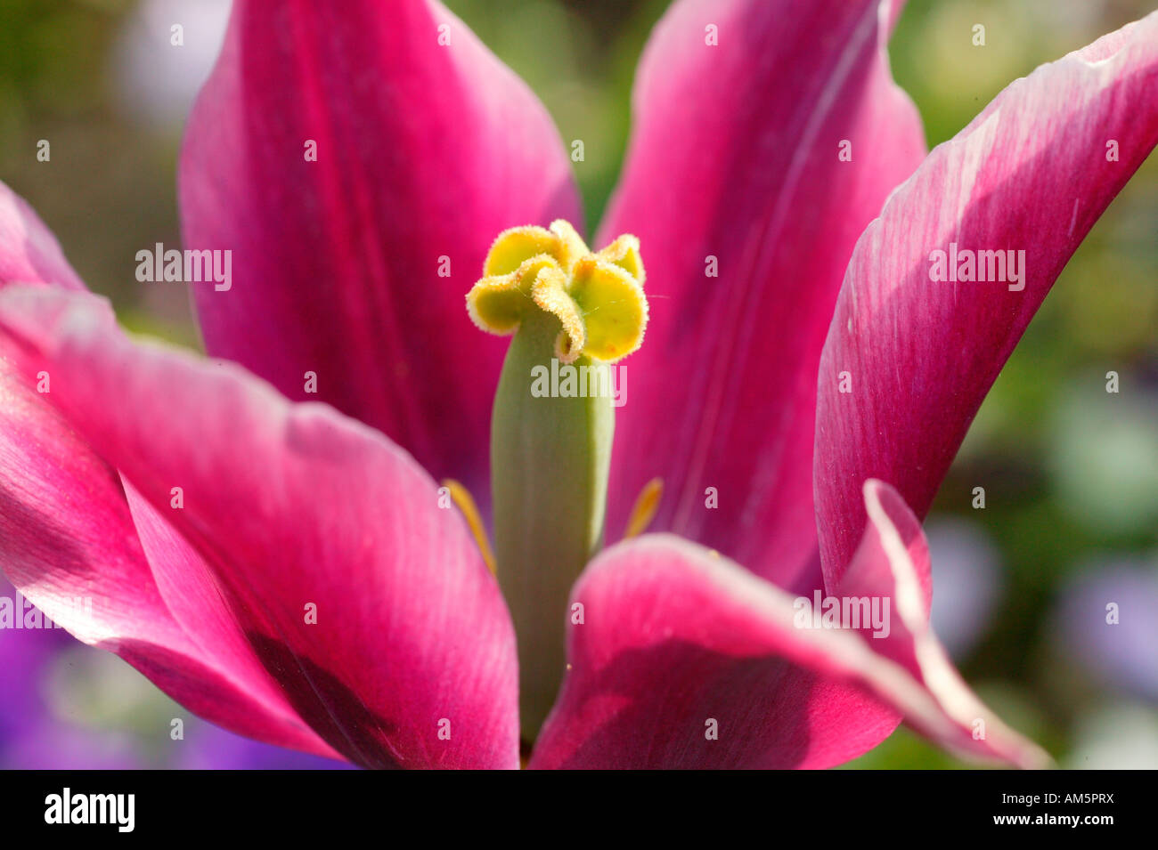 Lily flowering tulip, stamen and ovary Stock Photo - Alamy