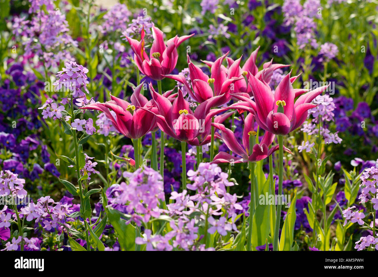 Matthiola incana cruciferae hi-res stock photography and images - Alamy