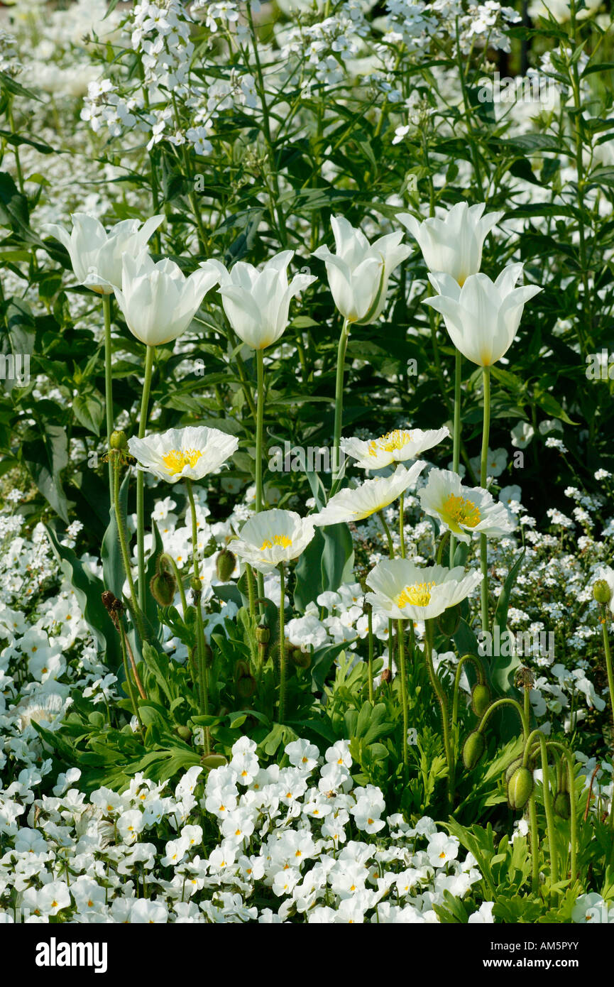 Weißer mohn hi-res stock photography and images - Alamy