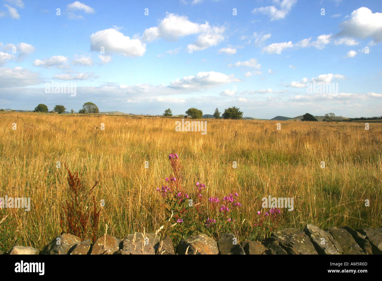 high moorland, nr longnor, peak district 2 Stock Photo - Alamy