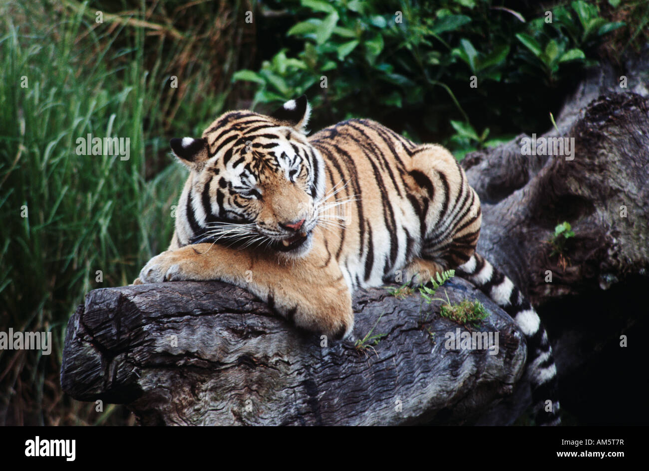Tiger resting on a tree branch Stock Photo - Alamy