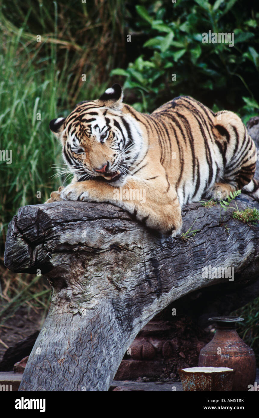Bengal tiger lying down on hi-res stock photography and images - Alamy