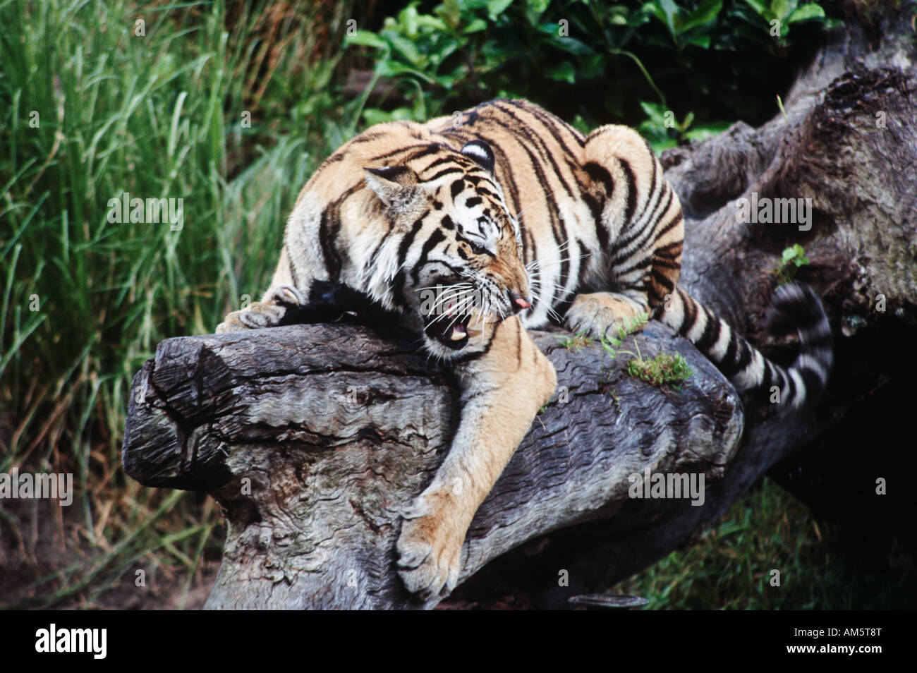 Tiger in the jungle hi-res stock photography and images - Alamy