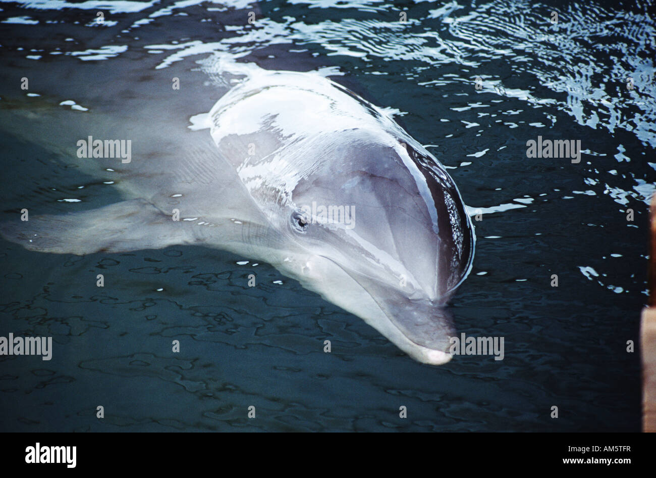 Dolphin, Florida, United States Of America Stock Photo - Alamy