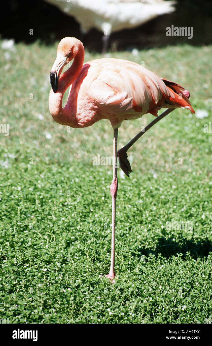 Flamingo one leg hi-res stock photography and images - Alamy