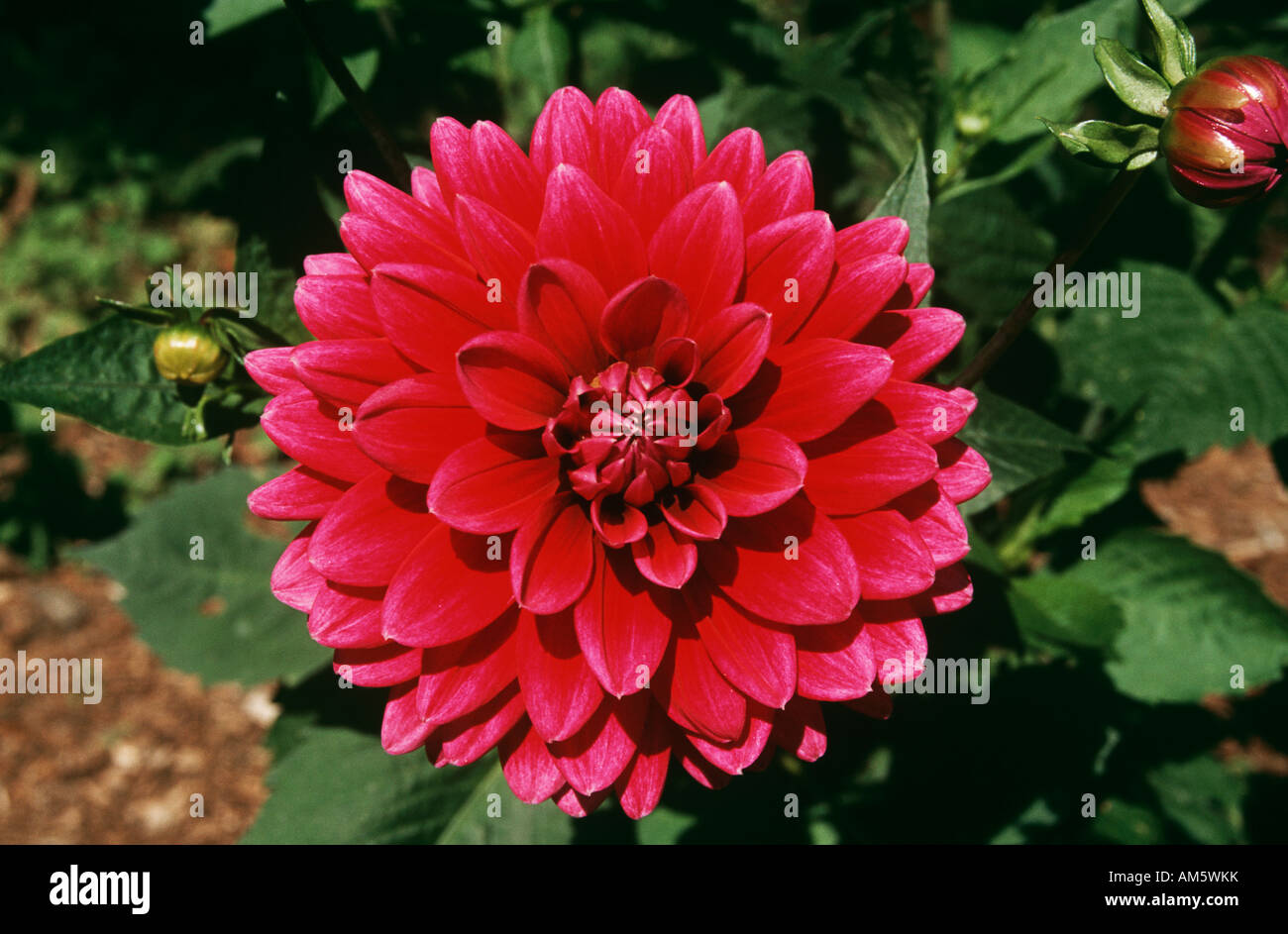 Red dahlia, California, USA Stock Photo - Alamy