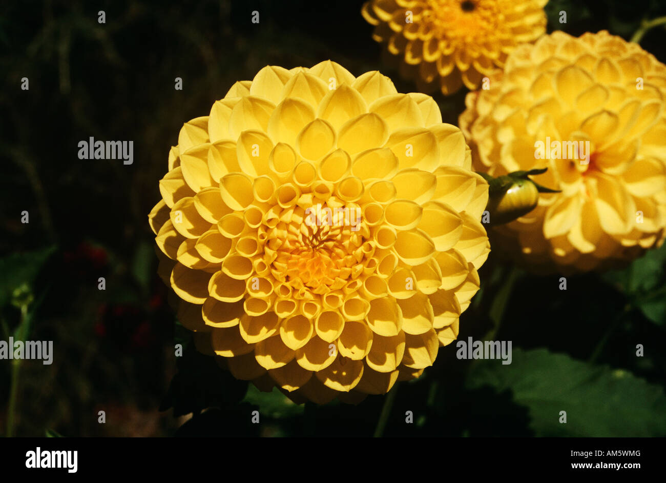 Yellow dahlia, California, USA Stock Photo - Alamy