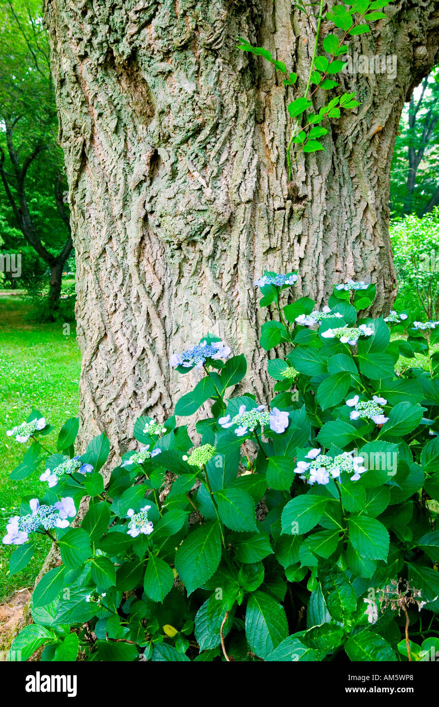 Tree and vines in garden of Barnes Museum Philadelphia Pennsylvania ...