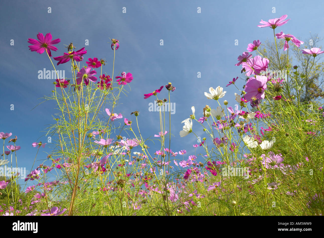 Pink and purple flowers blooming along interstate highway in SC Stock ...