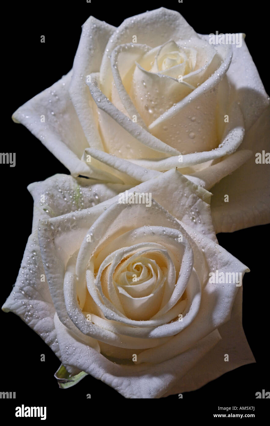 Two ivory roses hi-res stock photography and images - Alamy