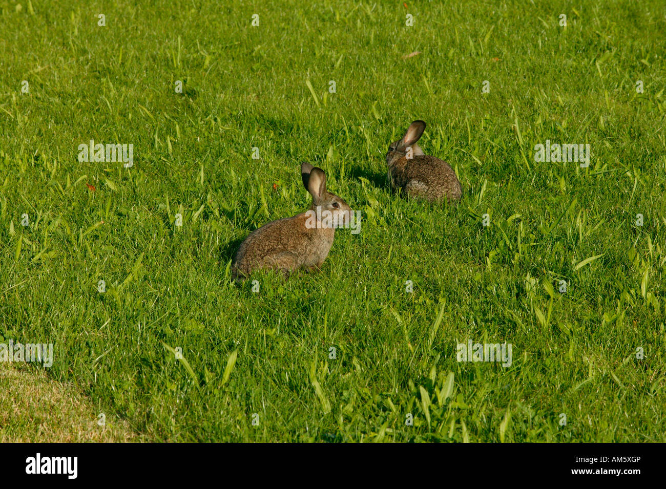 European rabbit (Oryctolagus cuniculus Stock Photo - Alamy