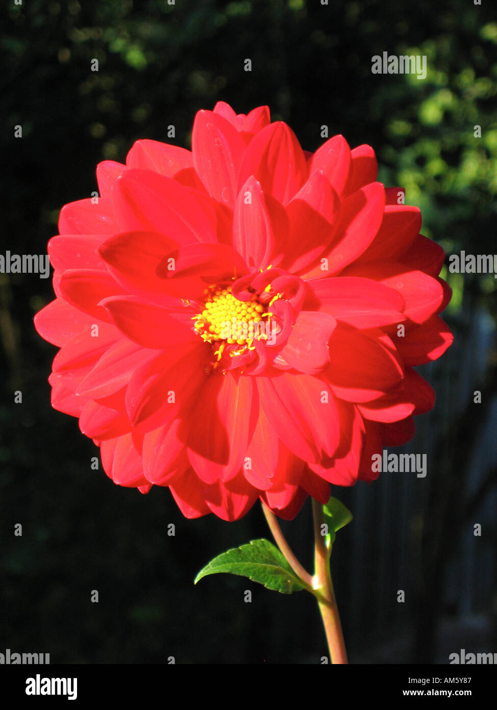 Red dahlia sweden hi-res stock photography and images - Alamy