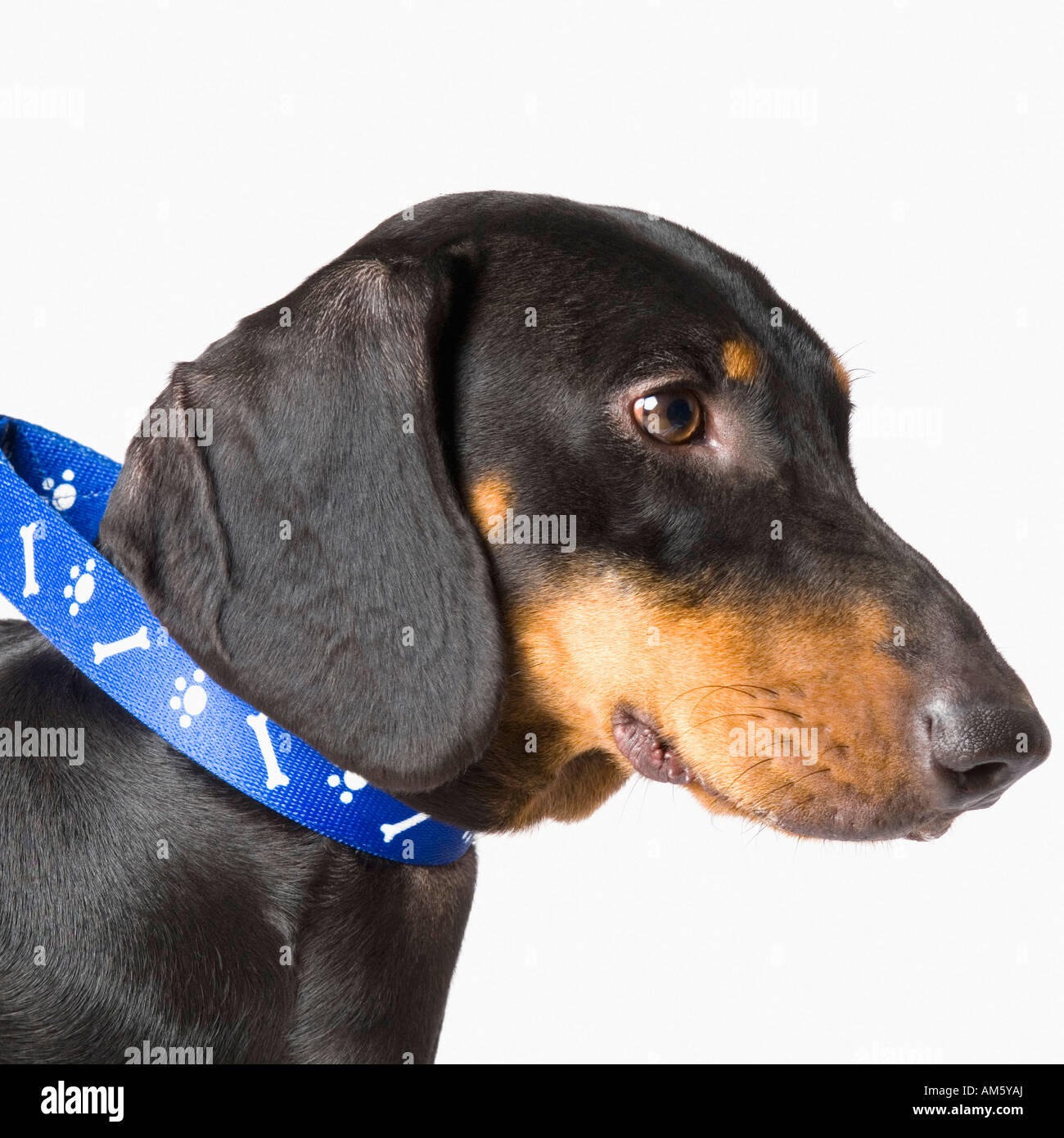 Dog collar Cut Out Stock Images & Pictures - Alamy