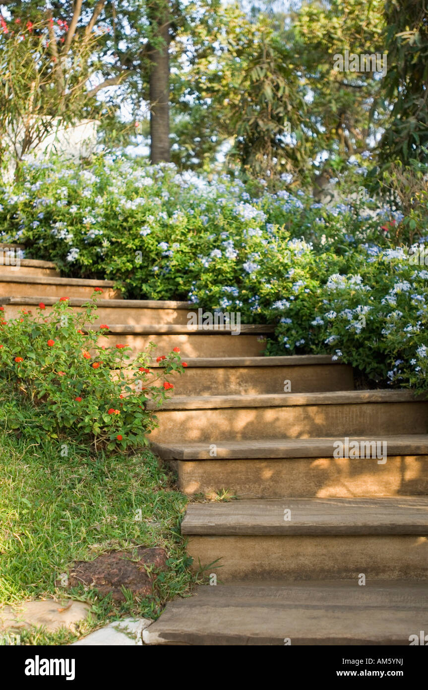 Grass growing by steps hi-res stock photography and images - Alamy