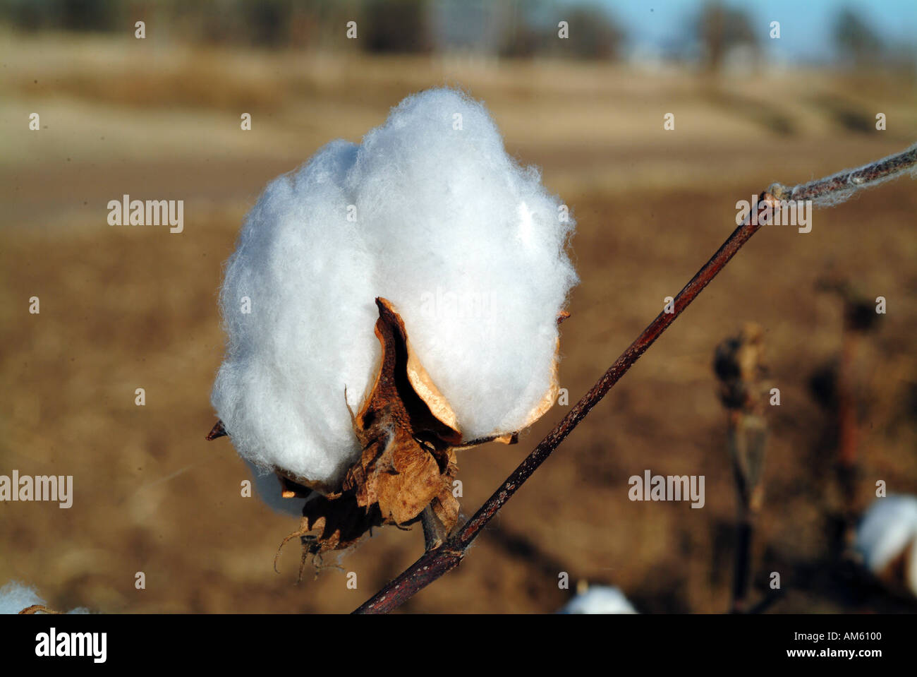 Cotton field hi-res stock photography and images - Alamy