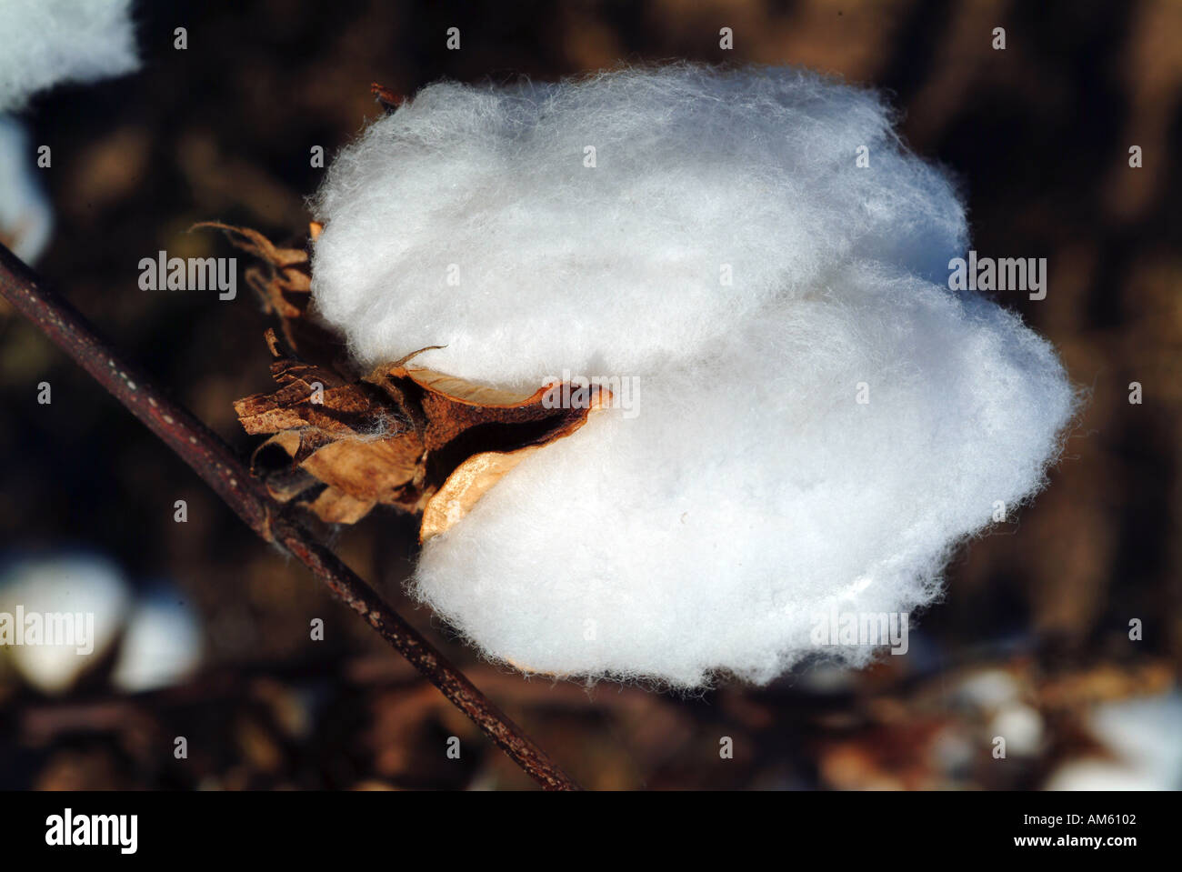 Cotton flower hi-res stock photography and images - Alamy