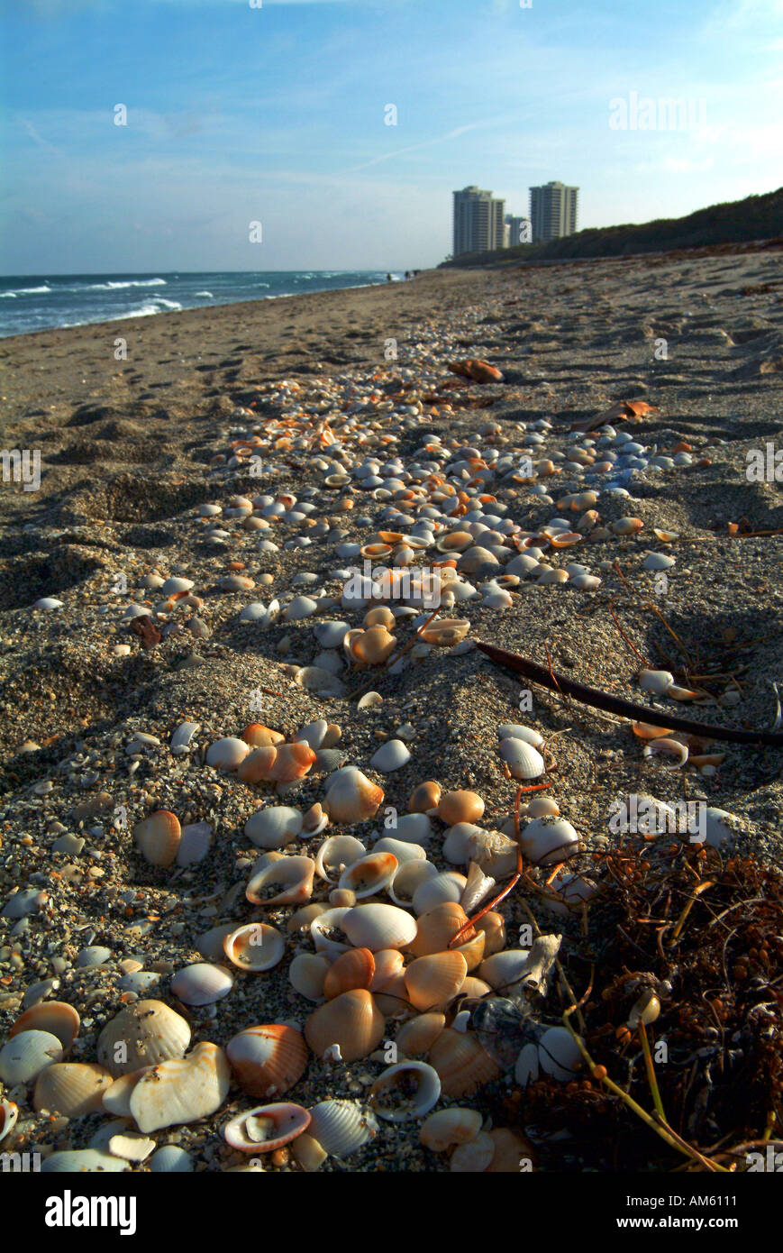 Shells on a beach in West Palm Beach, Florida Stock Photo - Alamy