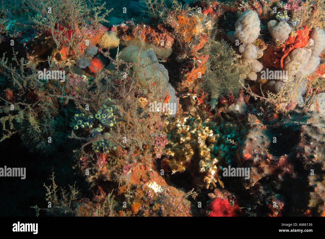 Reef covered with branching hydroid, Atlantic Ocean, off Florida Stock ...