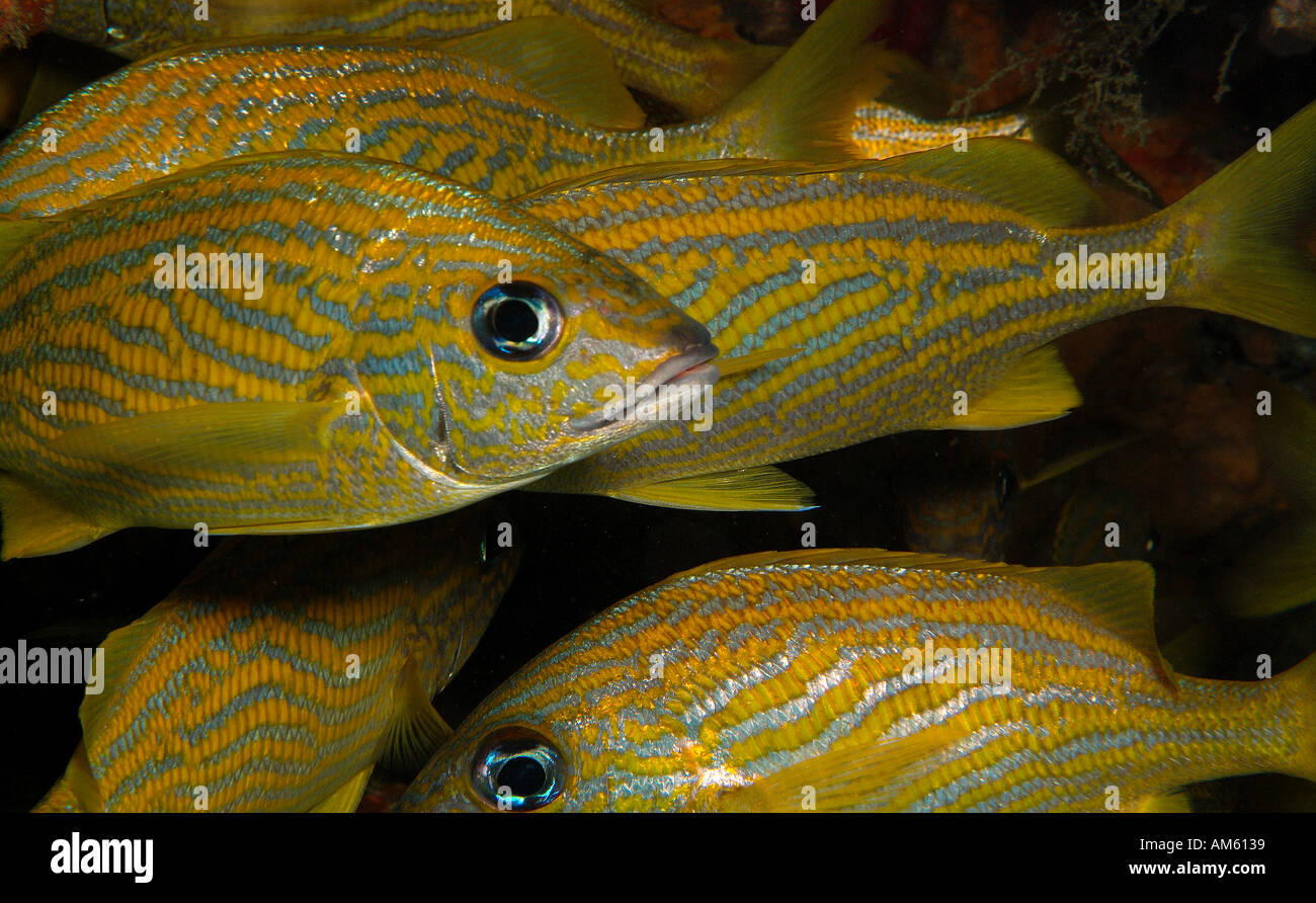 School of bluestriped grunt fishes, Atlantic Ocean, off Florida Stock ...