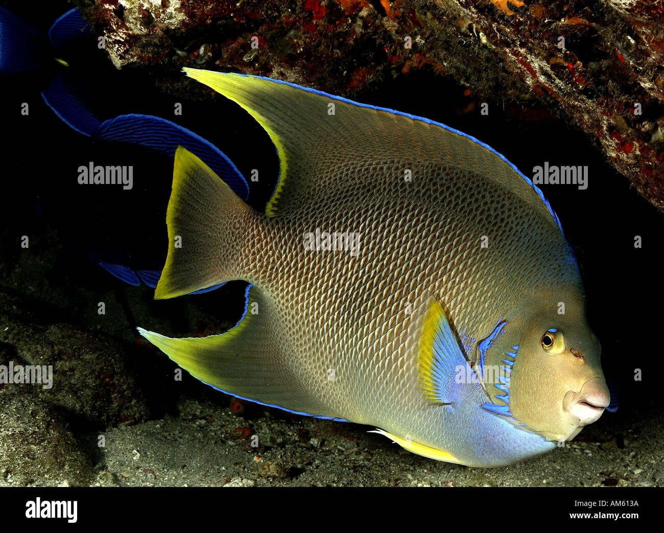 Blue angelfish, Atlantic Ocean, off Florida Stock Photo - Alamy