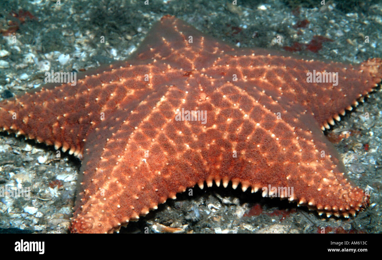 Cushion sea star, Atlantic Ocean, off Florida Stock Photo - Alamy