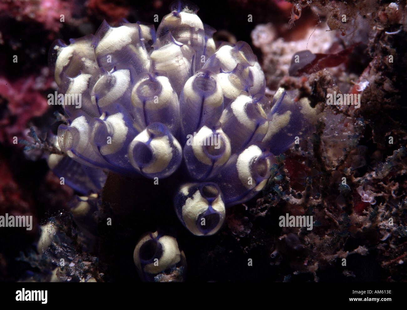 Clavelina hi-res stock photography and images - Alamy