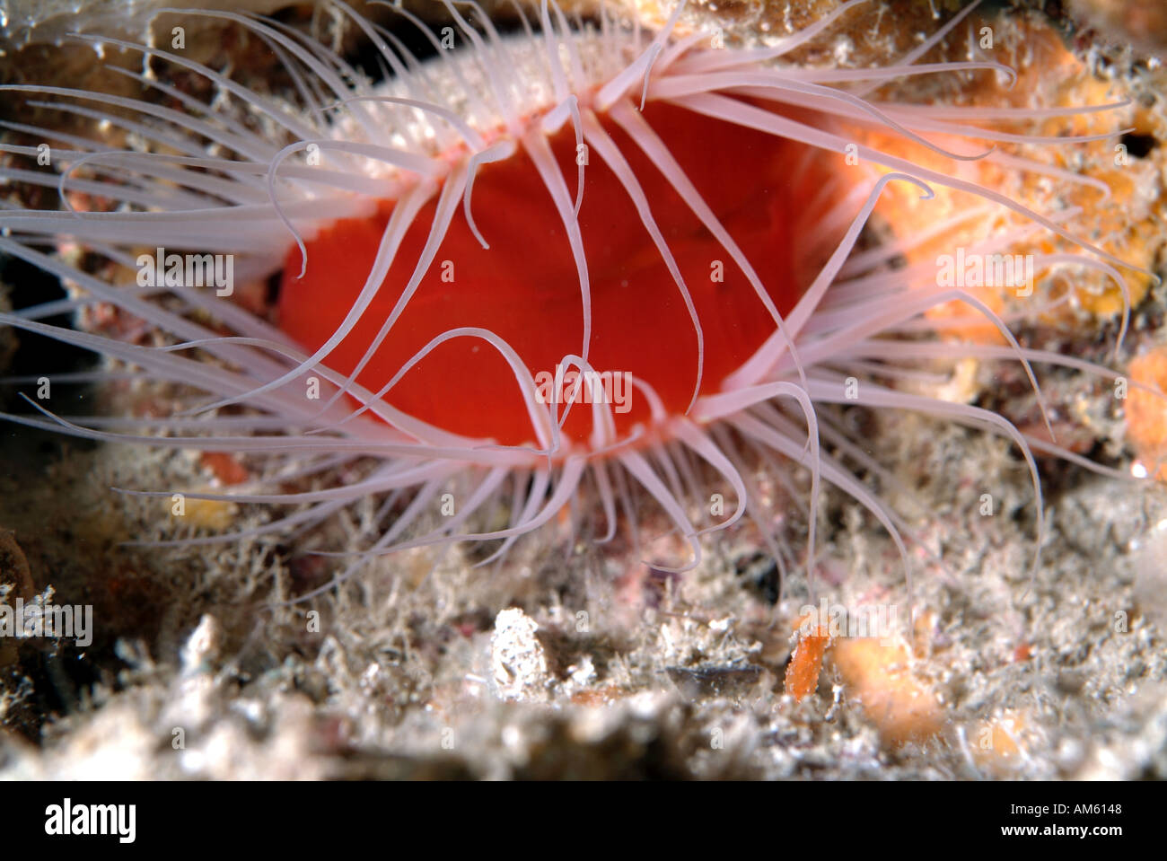 Fileclam hi-res stock photography and images - Alamy