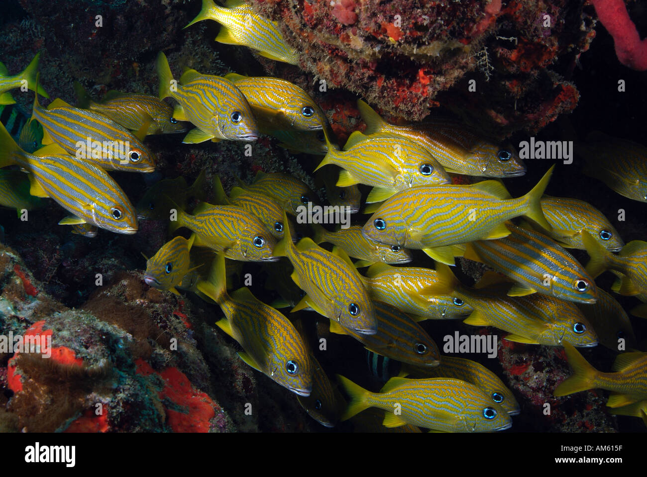French grunt fish atlantic ocean hi-res stock photography and images ...