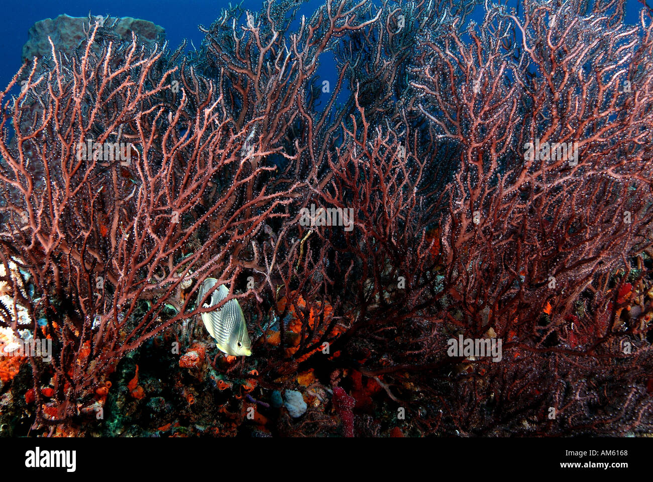 Reef covered with red gorgonias, Atlantic Ocean, off Florida Stock ...