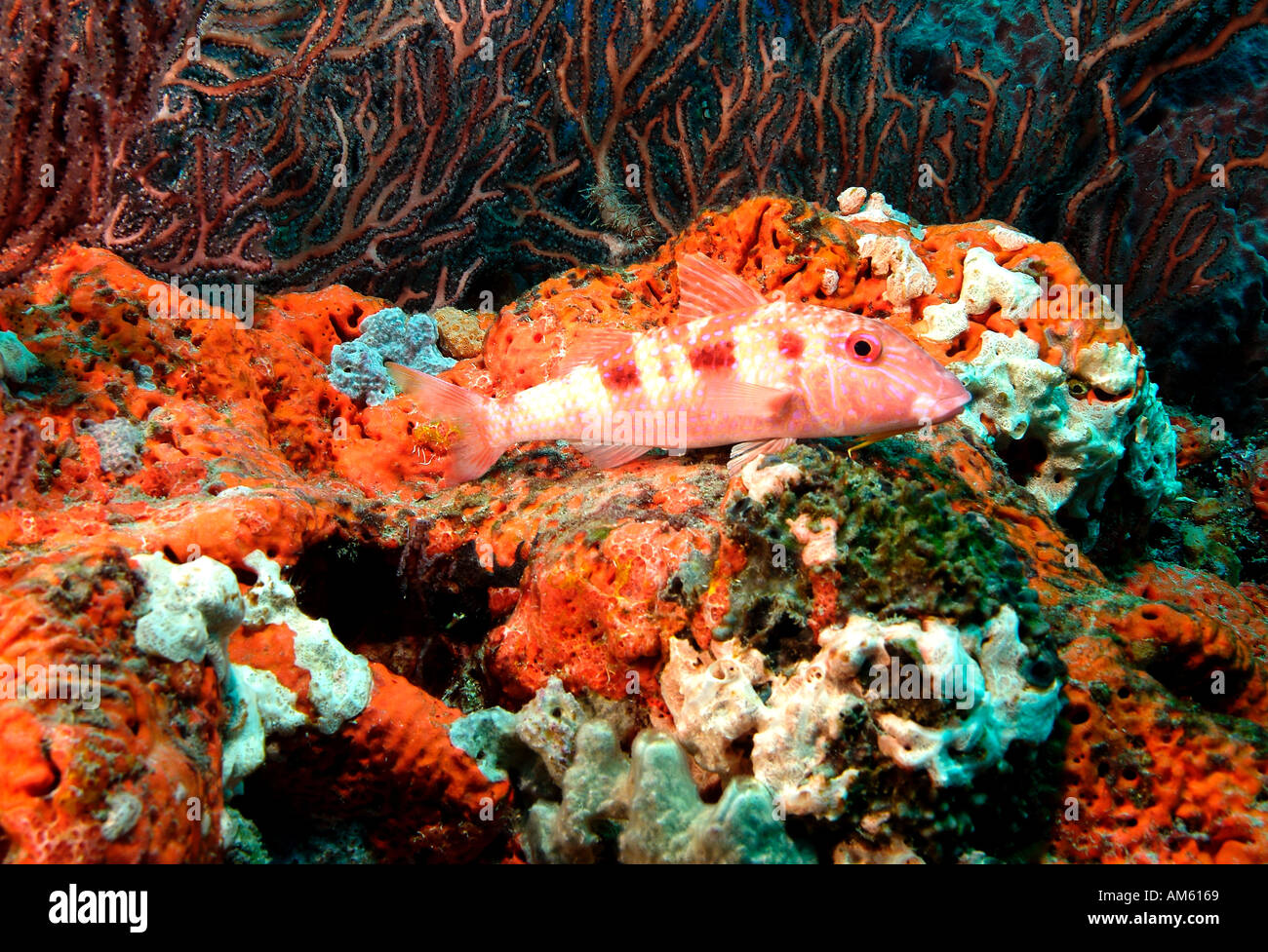 Spotted goatfish animal hi-res stock photography and images - Alamy