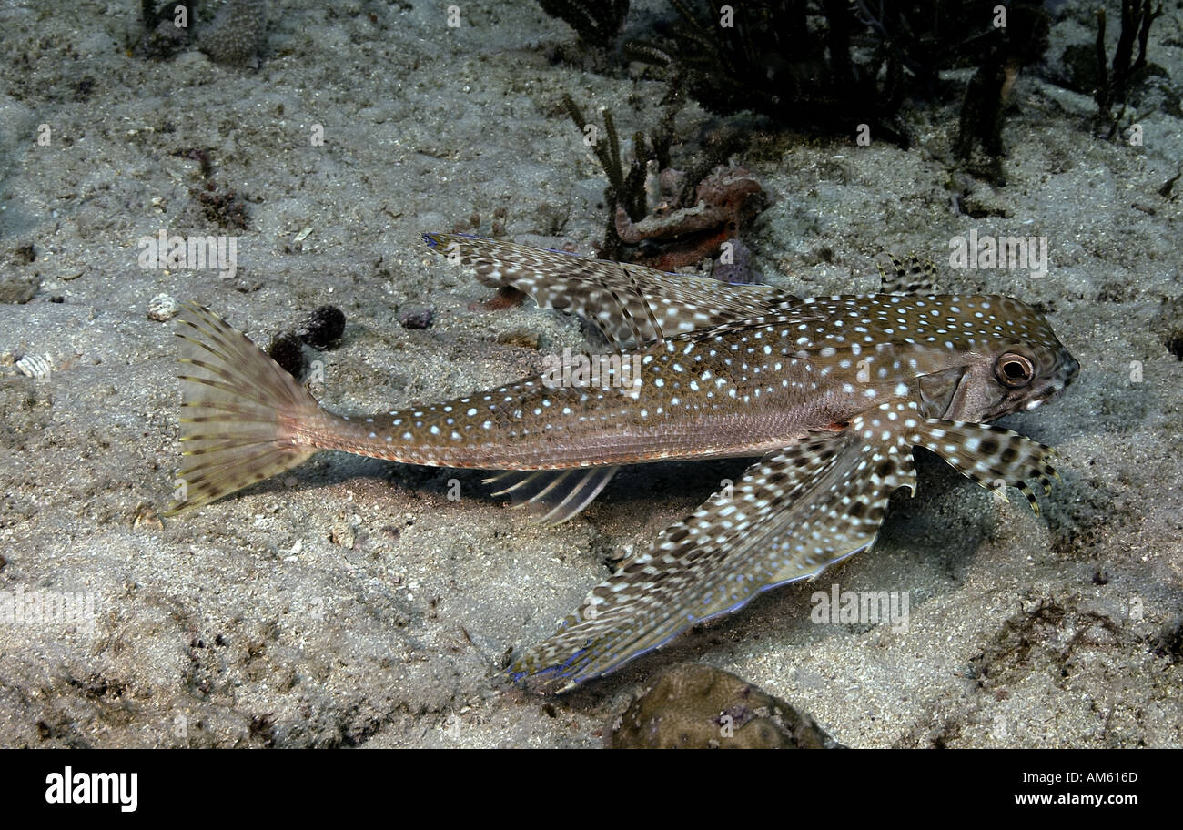 Flying gurnard fish, Atlantic Ocean, off Florida Stock Photo - Alamy
