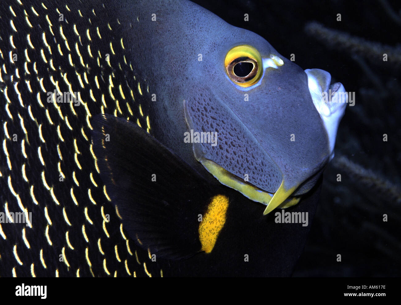 French angelfish, Atlantic Ocean, off Florida Stock Photo - Alamy