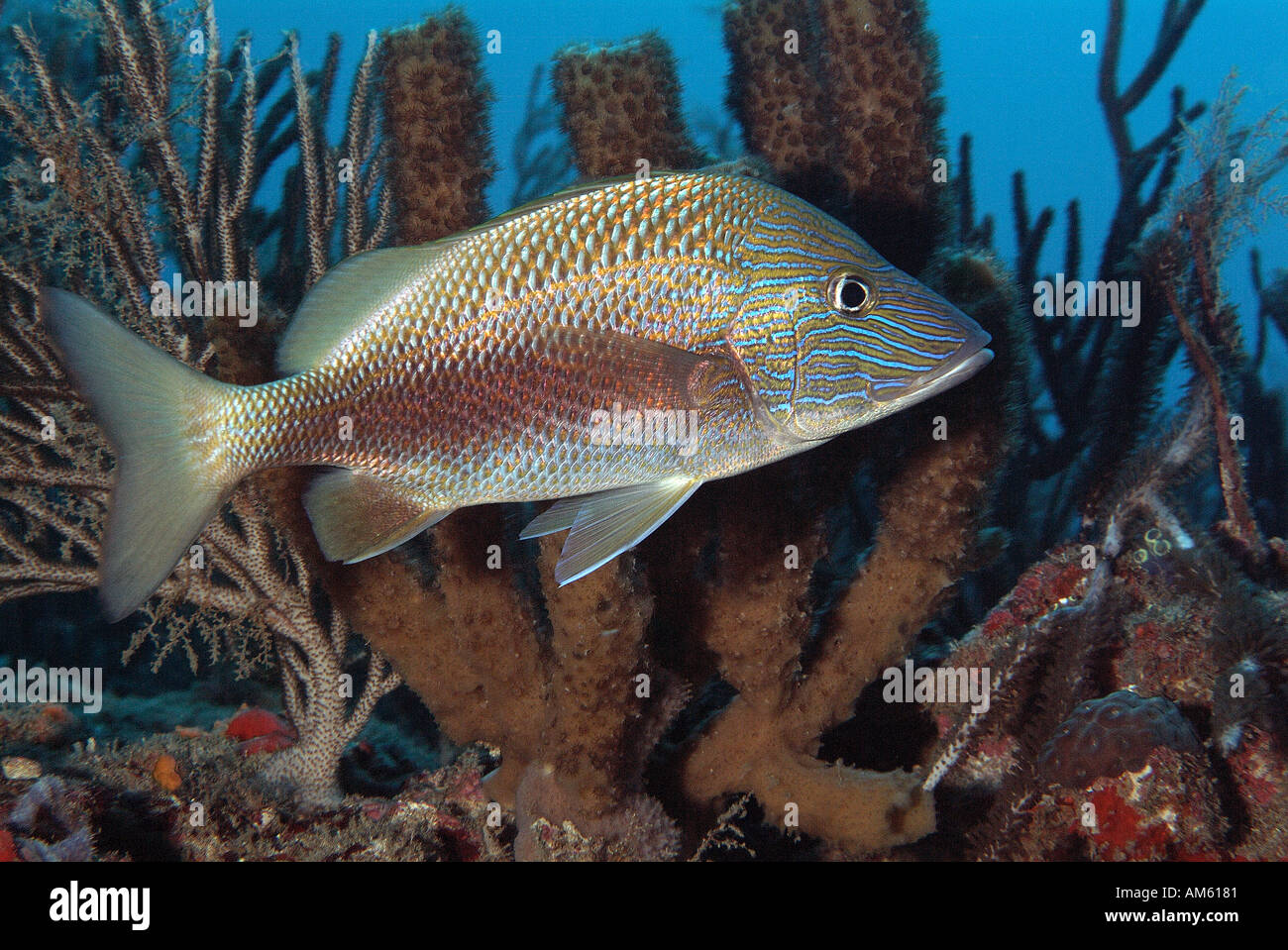 Sailors grunt hi-res stock photography and images - Alamy
