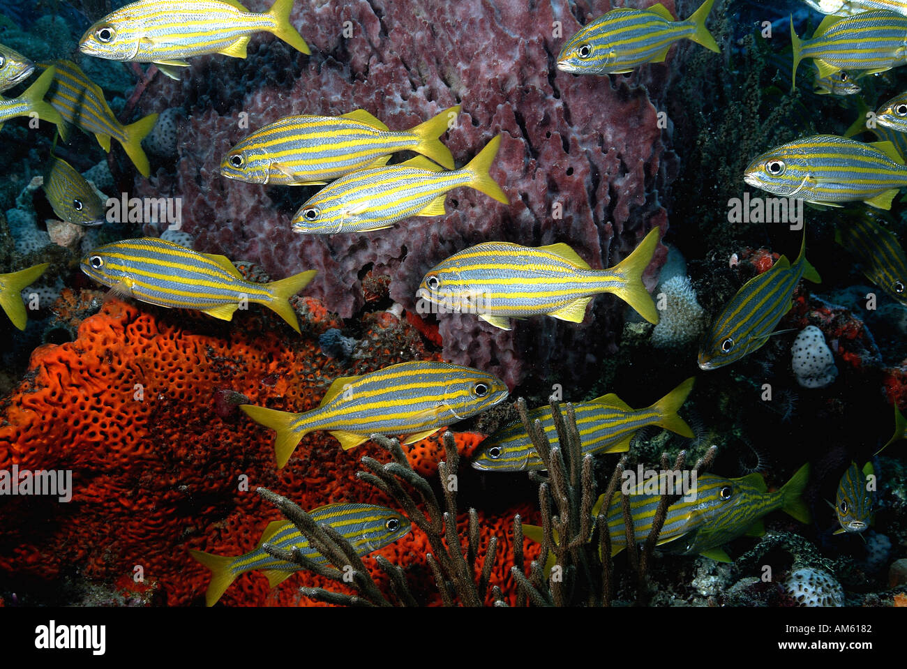 School of smallmouth grunt fishes, Atlantic Ocean, off Florida Stock ...