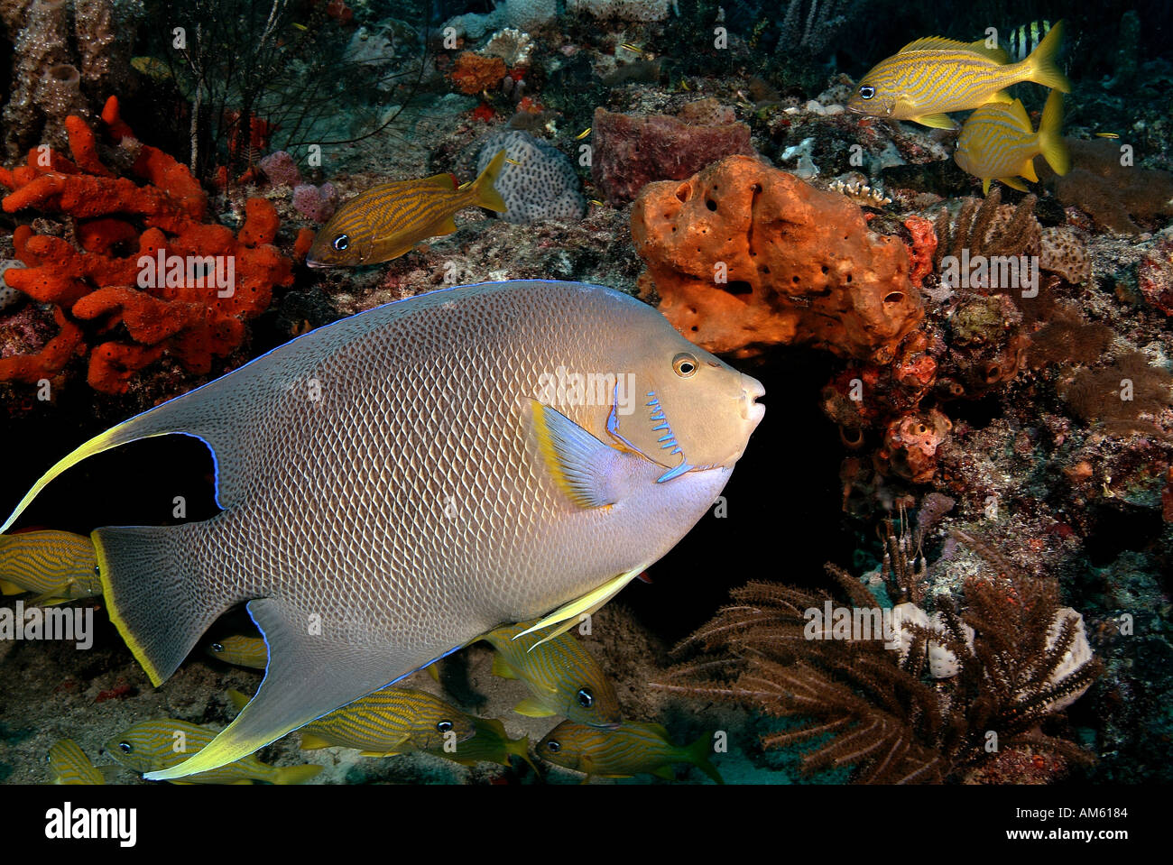Blue angelfish, Atlantic Ocean, off Florida Stock Photo - Alamy