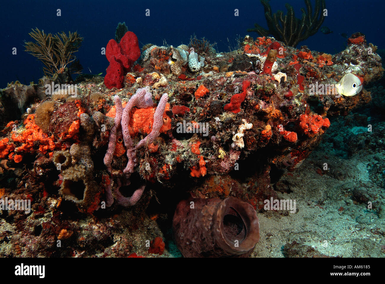 Reef covered with sponges, Atlantic Ocean, off Florida Stock Photo - Alamy