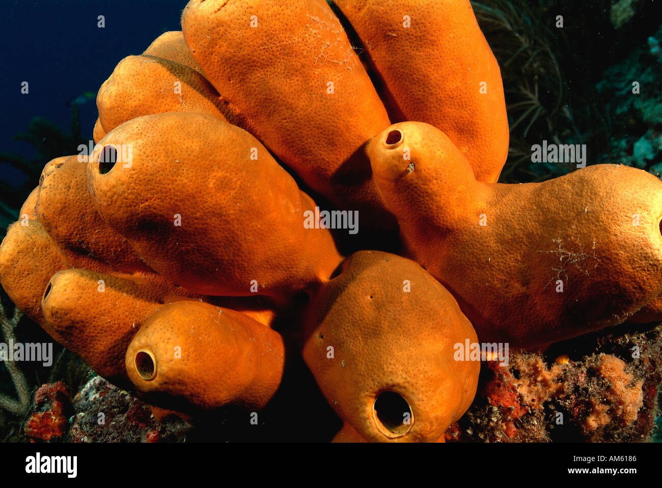 Branching tube sponge hi-res stock photography and images - Alamy