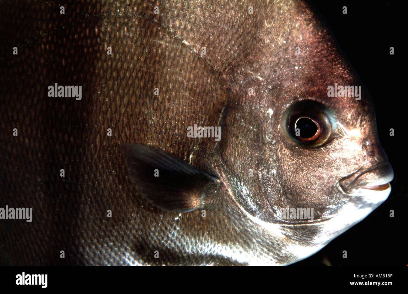 Spade fish hi-res stock photography and images - Alamy