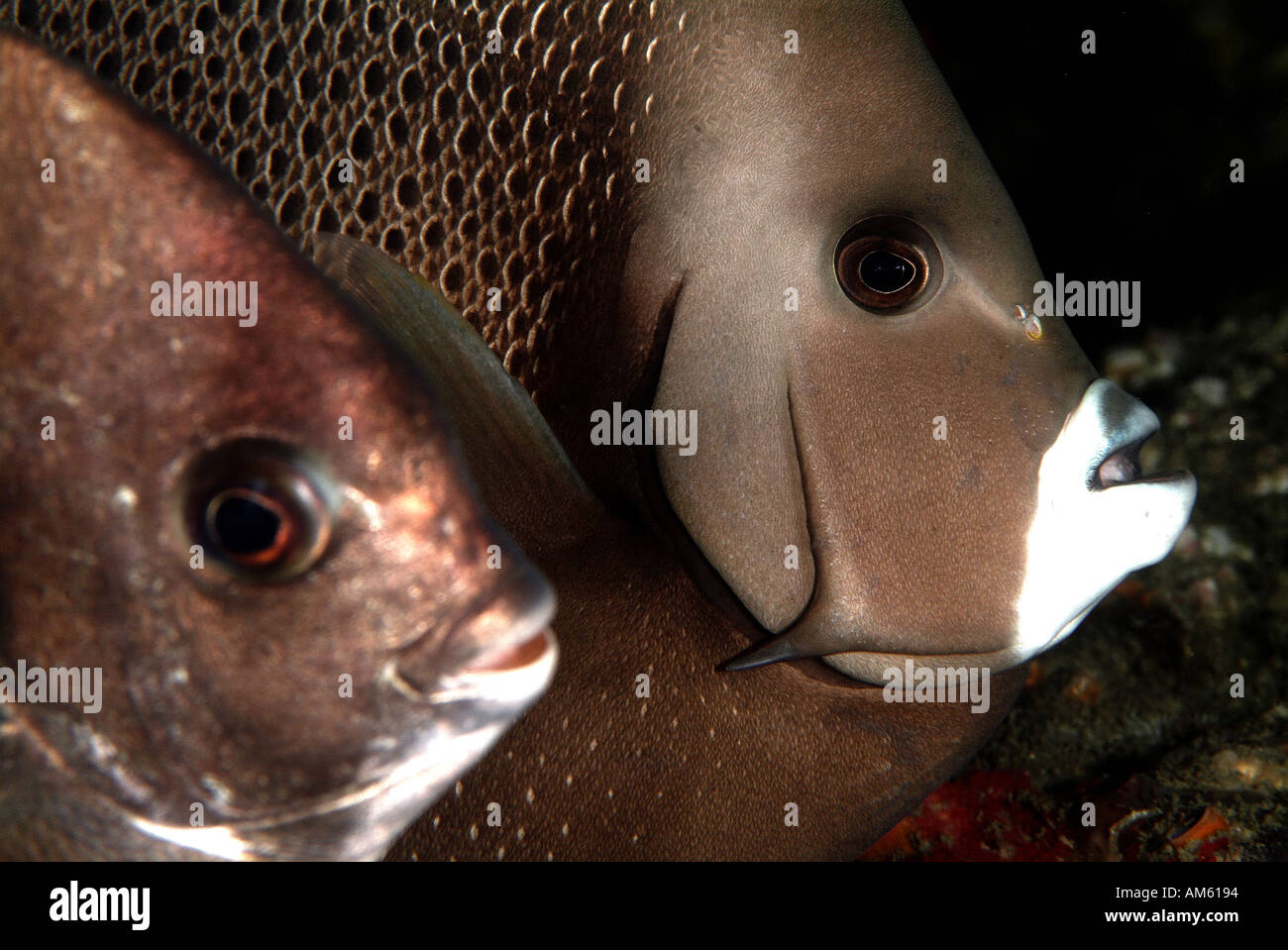 Atlantic spade fish, Atlantic Ocean, off Florida Stock Photo - Alamy