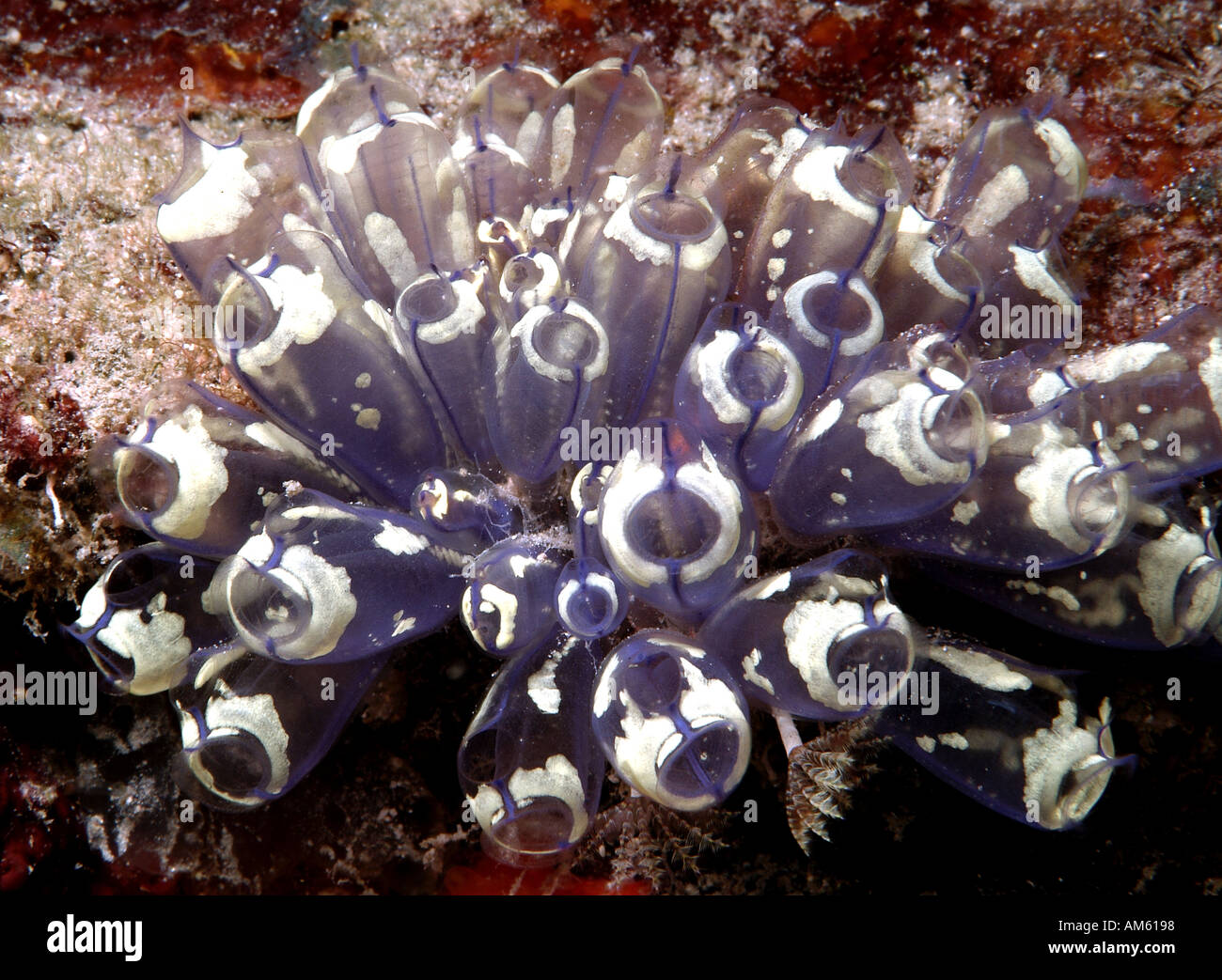 Tunicate bulb hi-res stock photography and images - Alamy