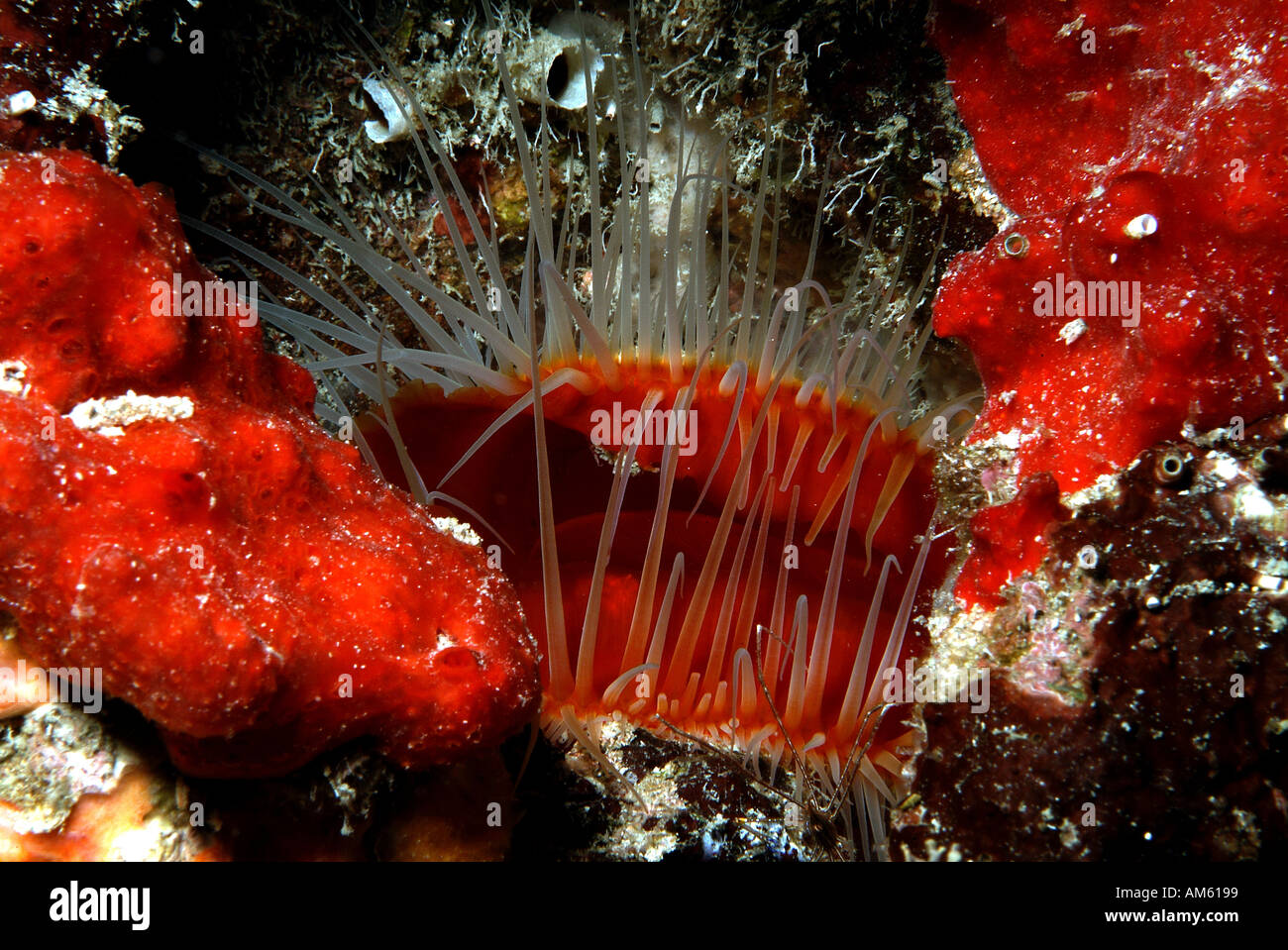 Fileclam hi-res stock photography and images - Alamy