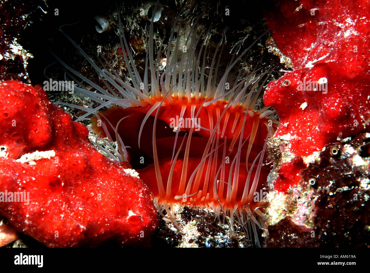 Fileclam hi-res stock photography and images - Alamy