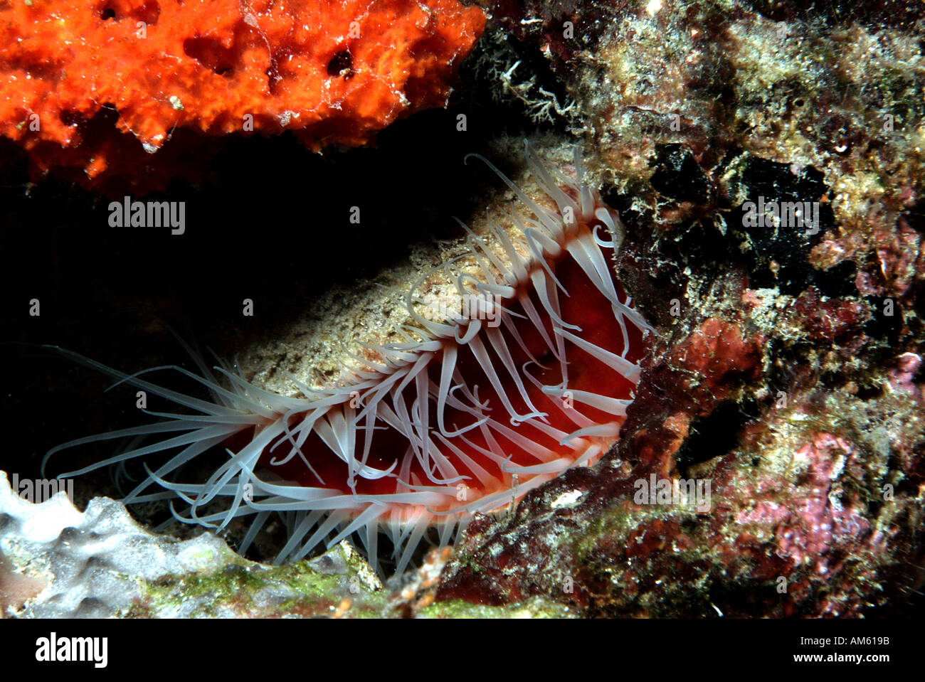 Fileclam hi-res stock photography and images - Alamy