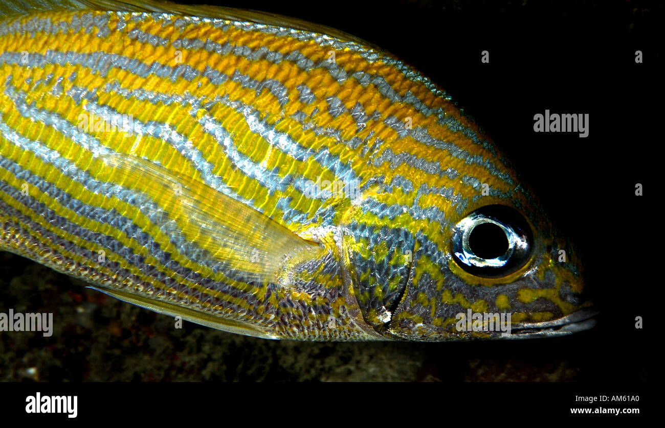 French grunt fish, Atlantic Ocean, off Florida Stock Photo - Alamy