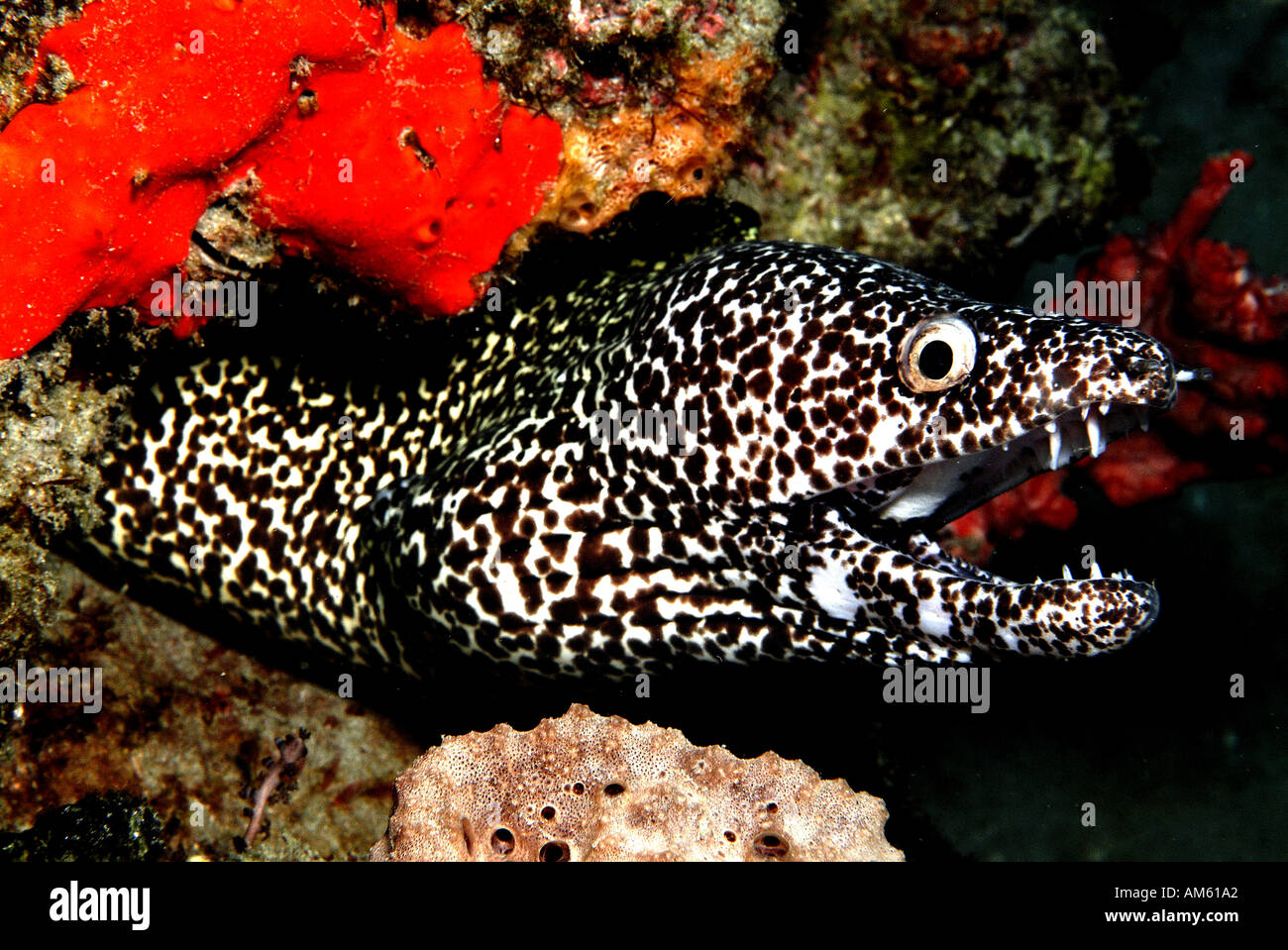 Spotted moray, Atlantic Ocean, off Florida Stock Photo - Alamy